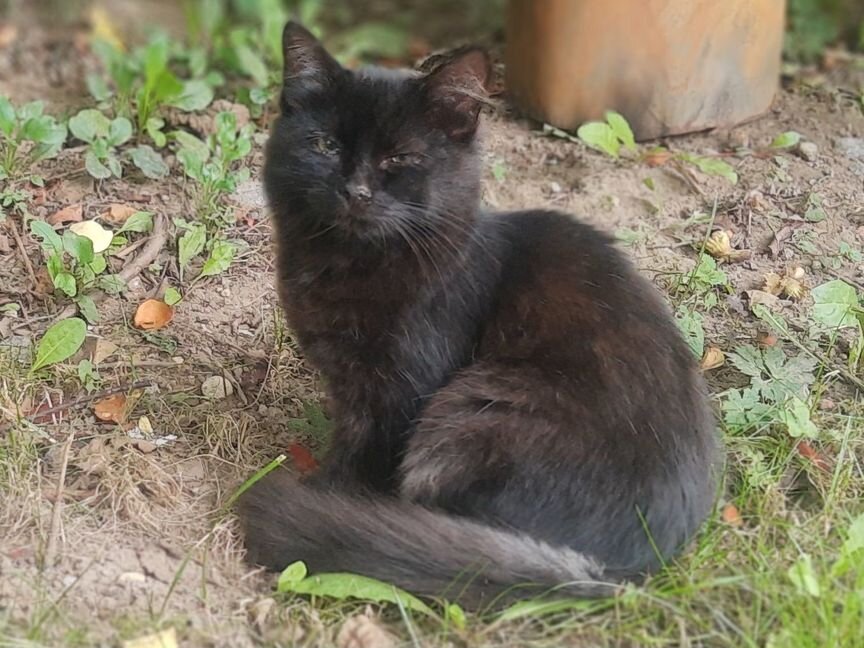 Сибирская кошечка ищет дом