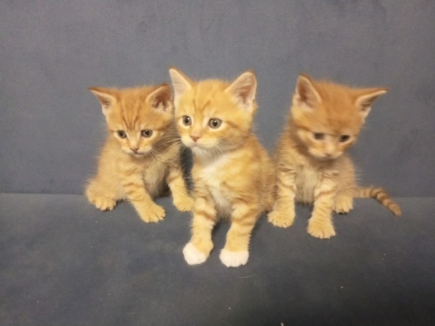 Кошки мейн-кун бесплатно