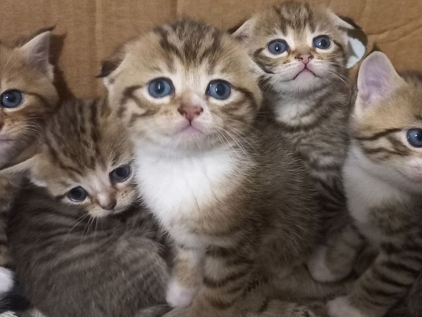 Шотландский вислоухий котенок
