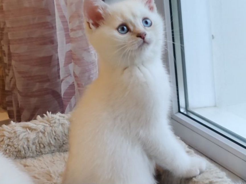 Голубоглазый британский котенок