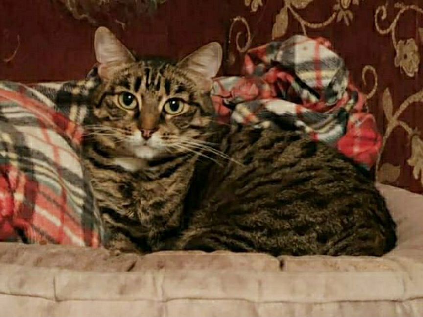 Кошечка Герда в добрые руки