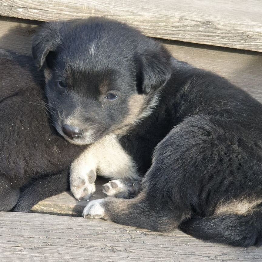 Щенок в добрые руки