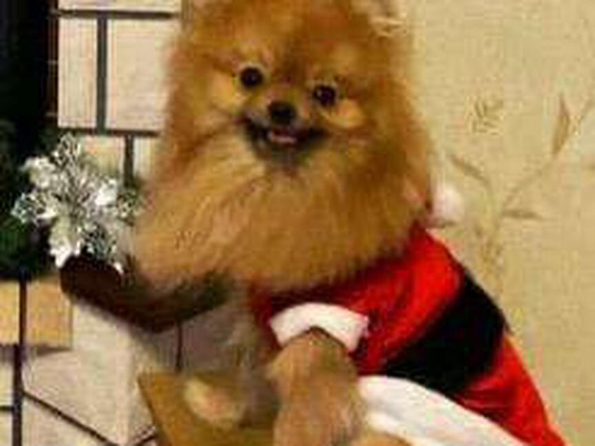 Новогодний костюм для вашего питомца