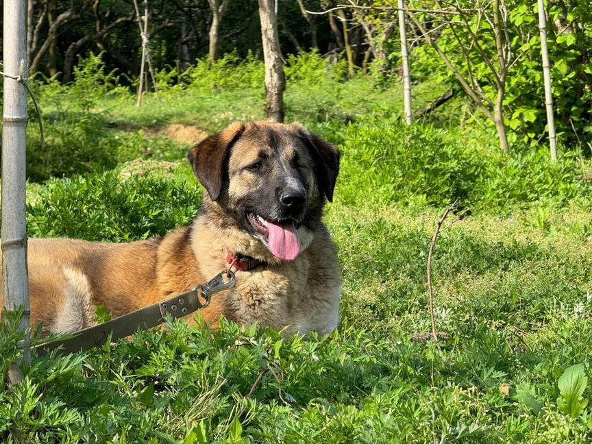 Собака в добрые руки