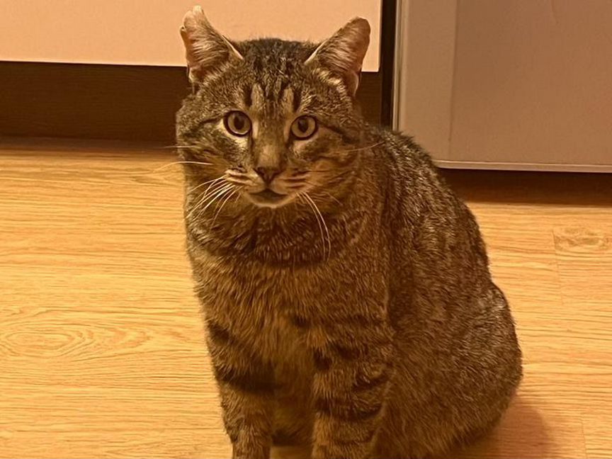 Кот которому нет места в этом мире