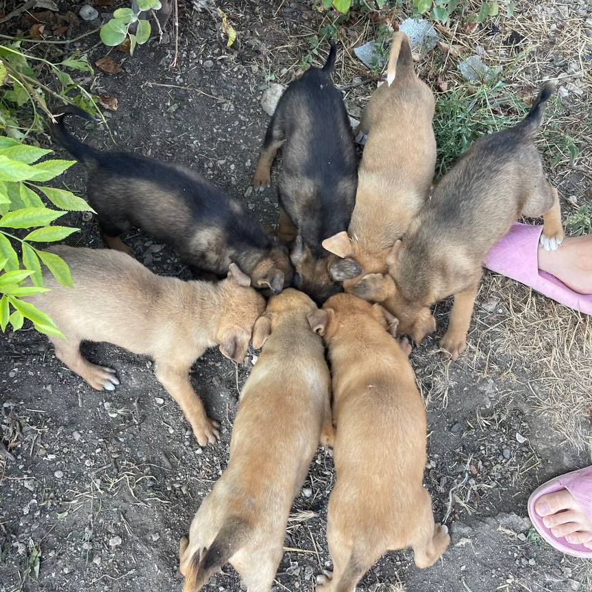 Щенки в добрые руки