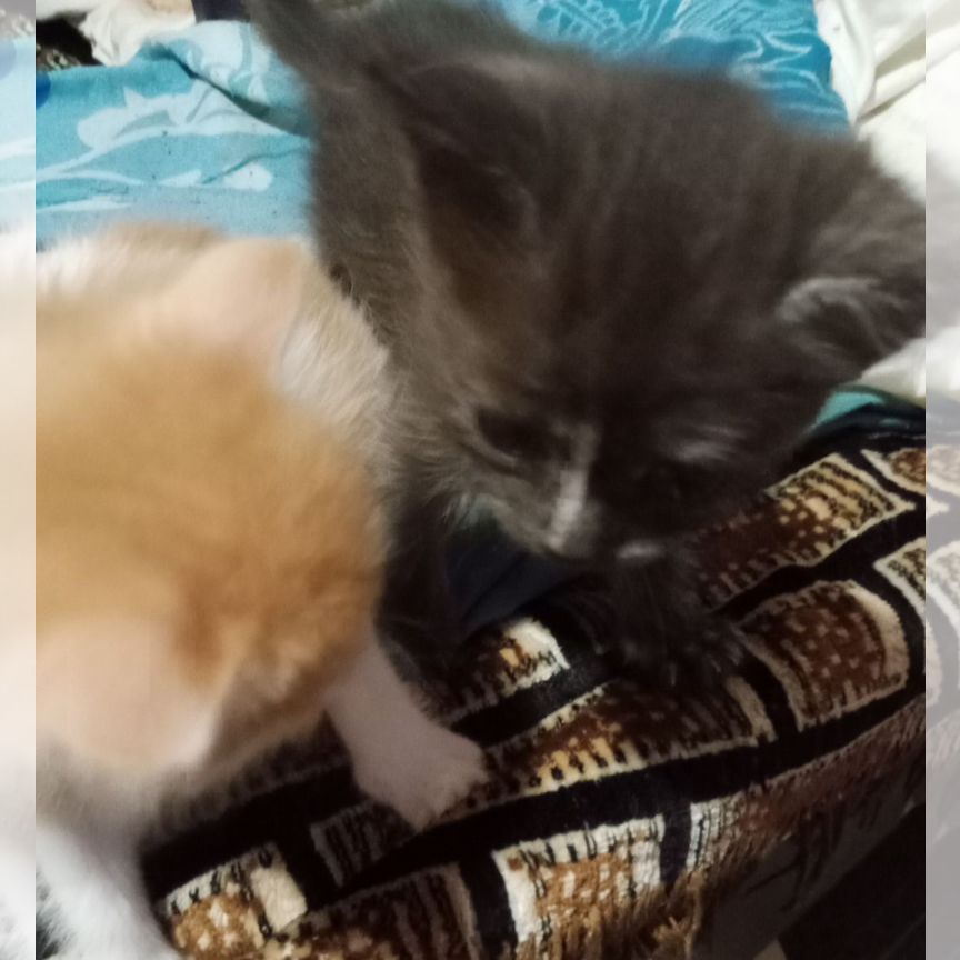 Котята