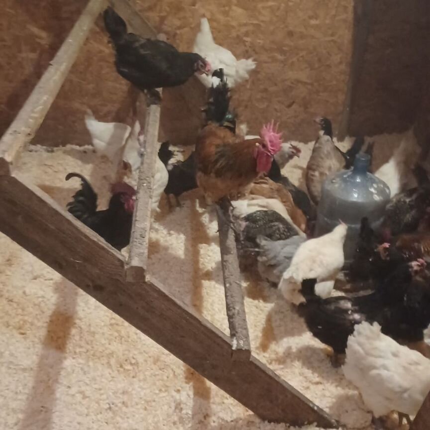 Куры несушки, петухи