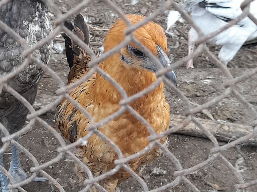Цыплята и индюшки