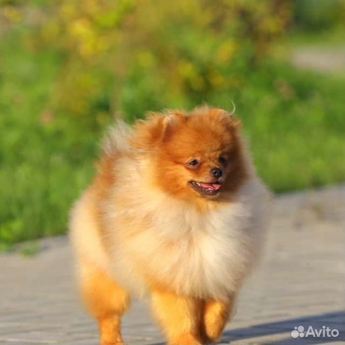 Мальчик миник 8 месяцев с видео