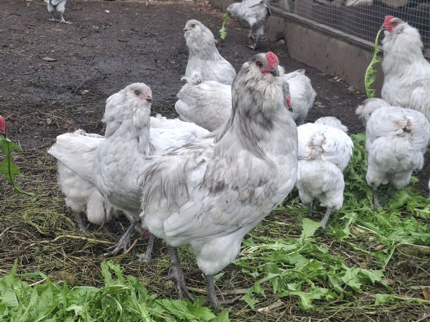 Куры породы Амераукана Лаванда