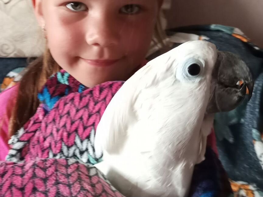 Какаду альба