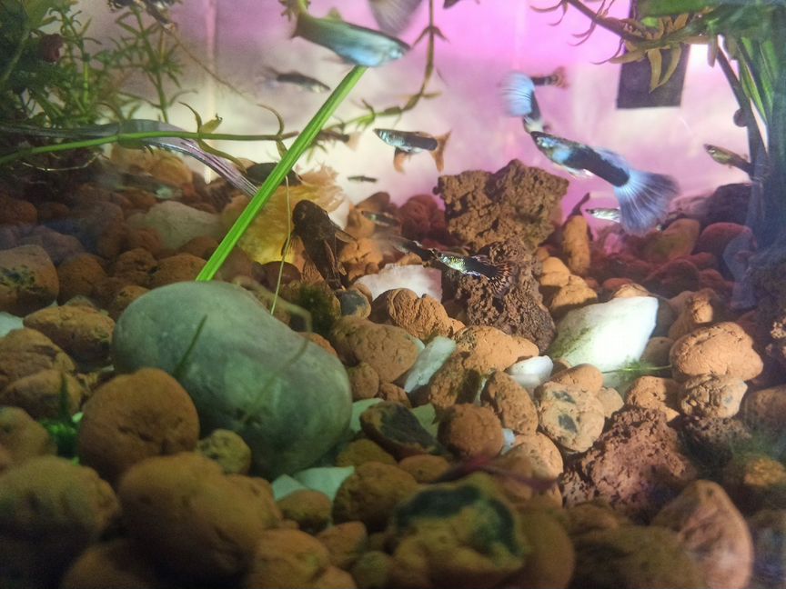 Аквариумные рыбки гуппи\петушки