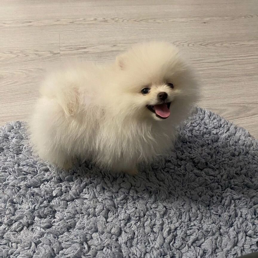 Померанский шпиц