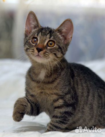 Котенок - ласковый, позитивный малыш