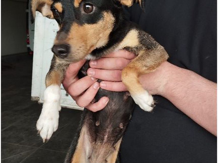 Собаки желают обрести семью)