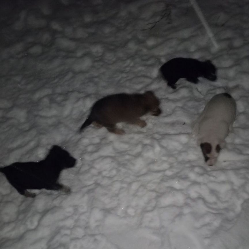 Щенок в добрые руки