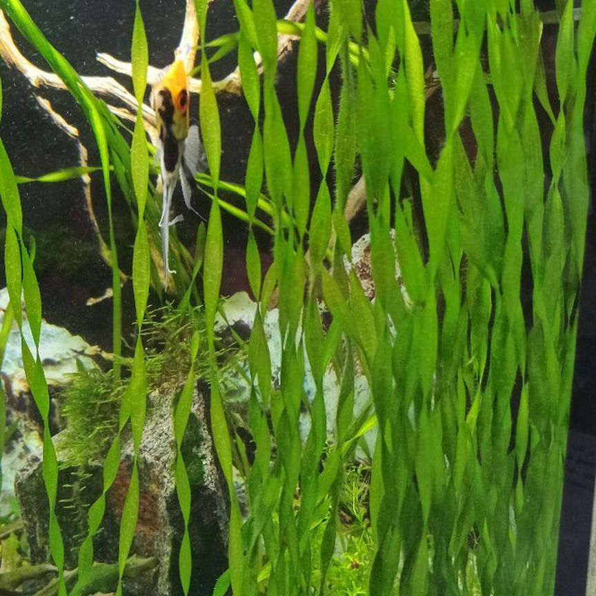 Аквариумное растение