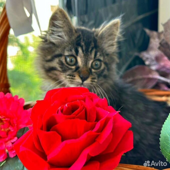 Котенок девочка Джерри 2 мес вернулась к братьям