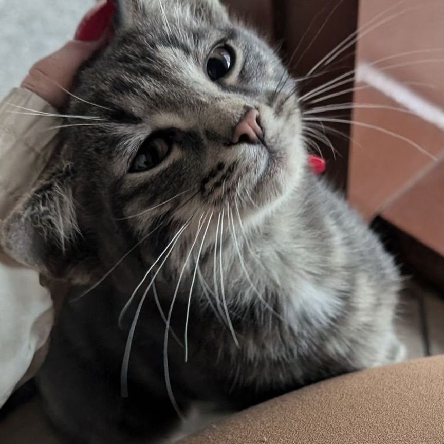 Серый котенок