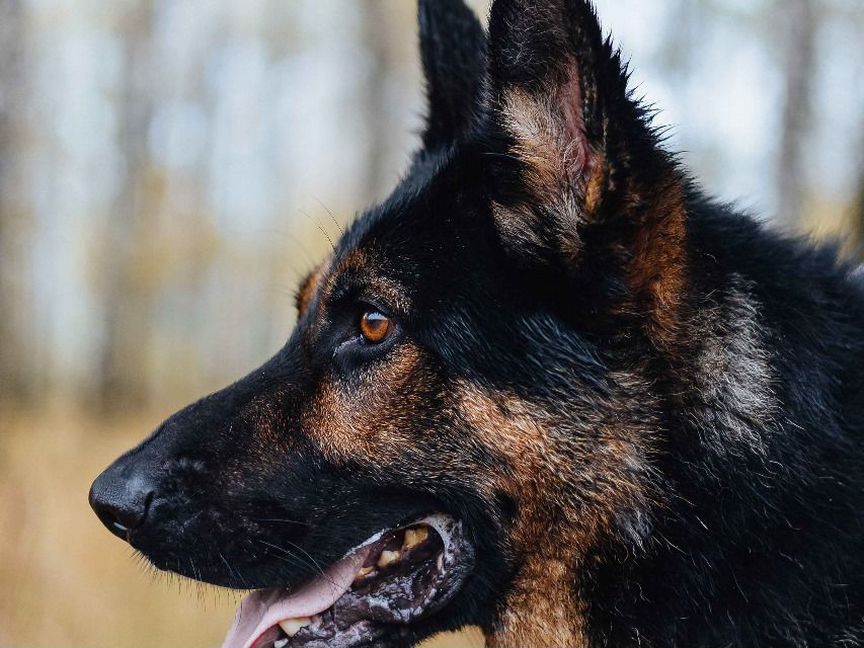 Овчарка в добрые руки