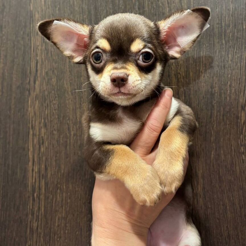 Чихуахуа, щенок