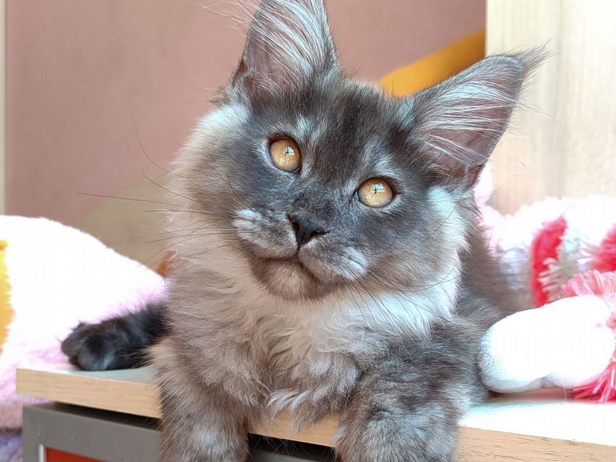 Мейн-кун Каспер