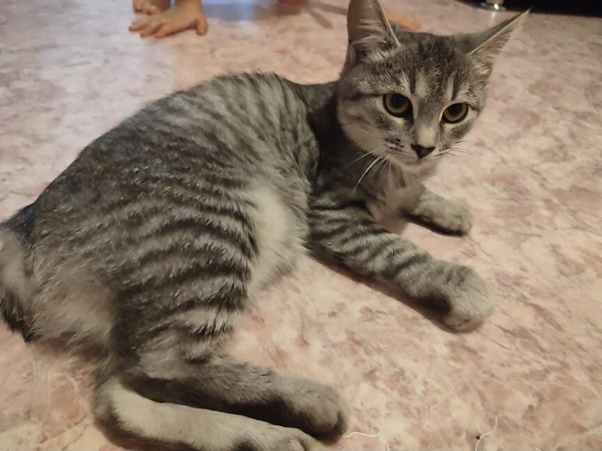 Кошки в добрые руки