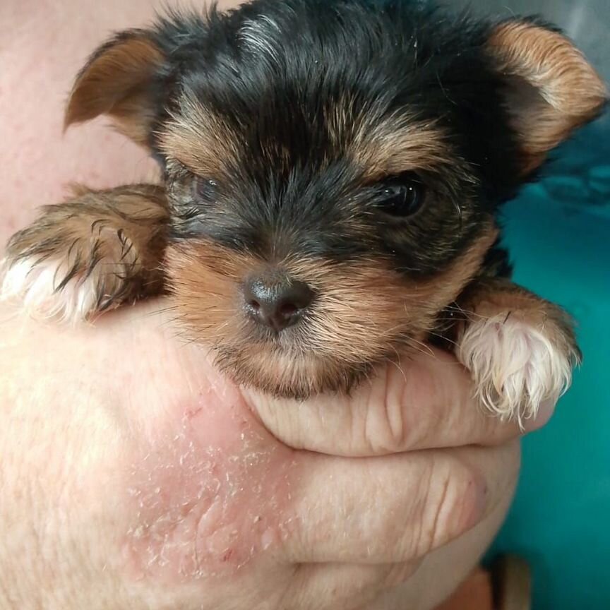 Йоркширский терьер, щенок