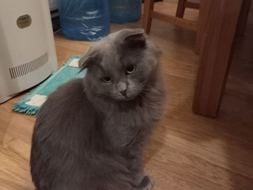 Кот Дымок