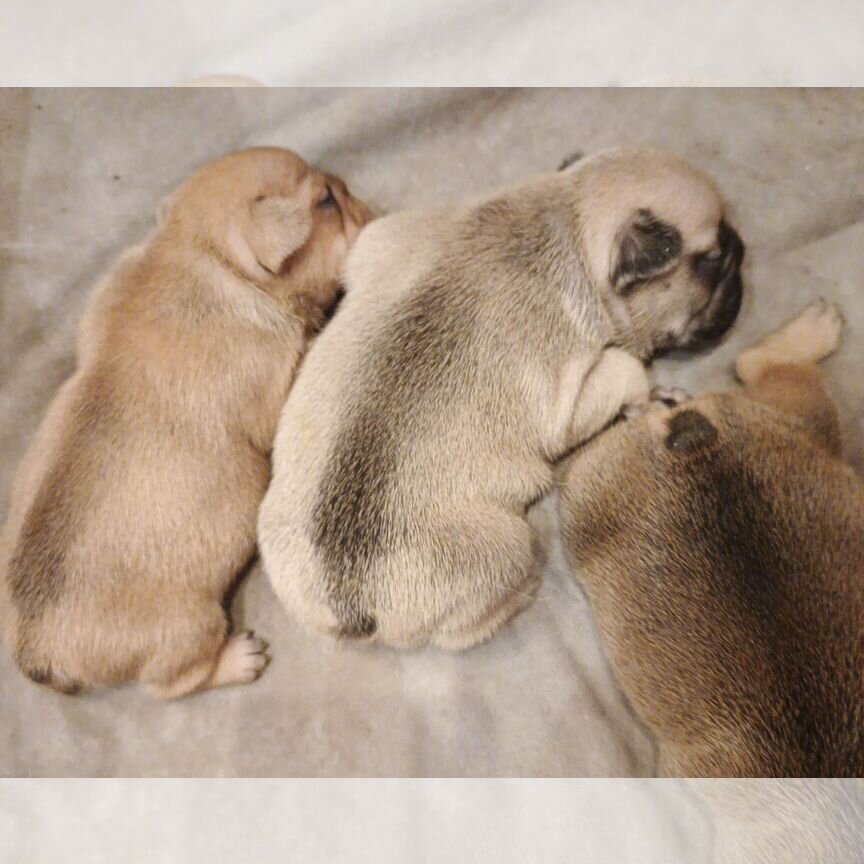 Французский бульдог, щенок