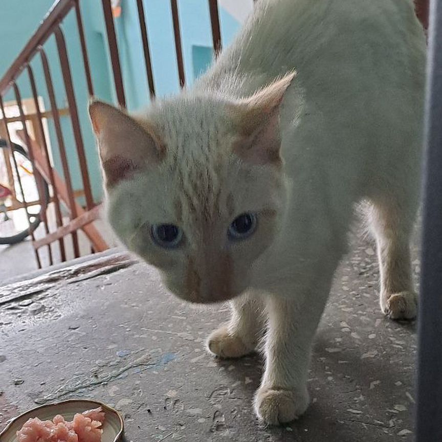 Котик или кошечка