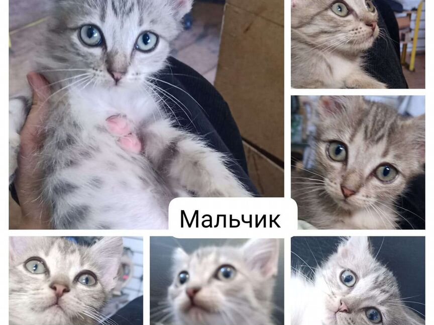Наглые толстячки в поисках дома, котята