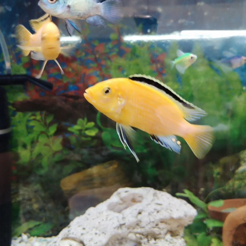 Аквариуные рыбки