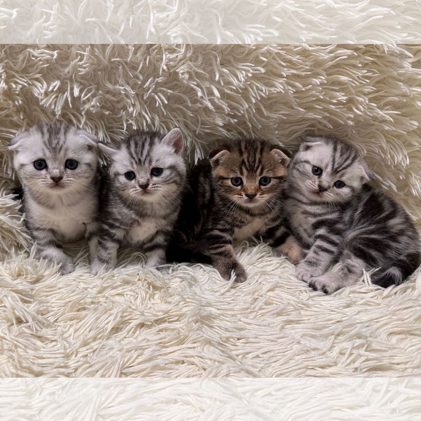 Шотландские котята
