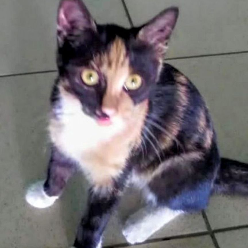 Котёнок Ириска- возраст 3,5мес. Ласковая, лоток 5+