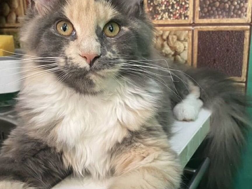 Котята мейн-кун