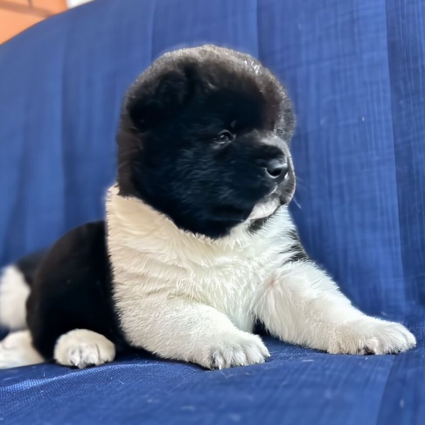 Американская акита, щенок