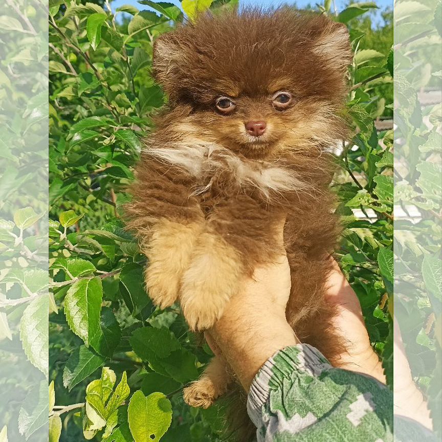 Немецкий шпиц, щенок