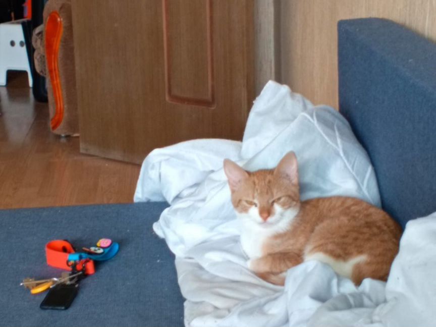 Домашние животные кошки