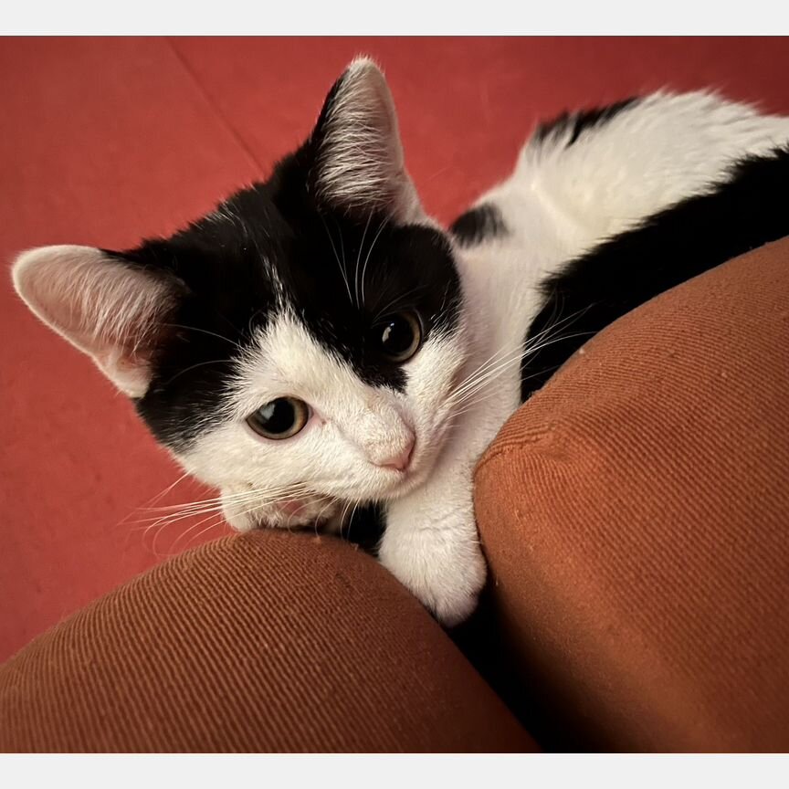 Кошка