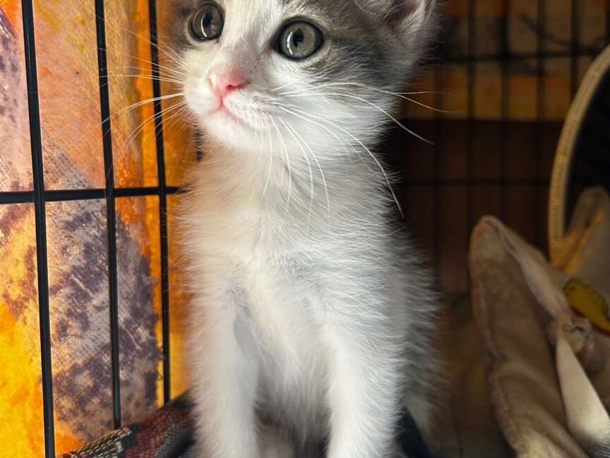 Сырок и Прокурор