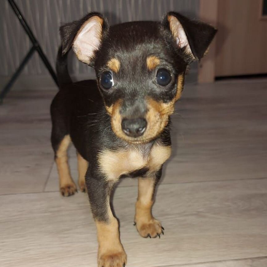 Мини той-терьер щенки