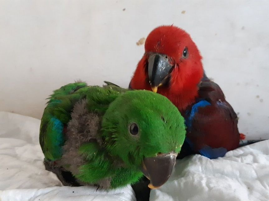 Эклектус, благородный попугай, птенец выкормыш