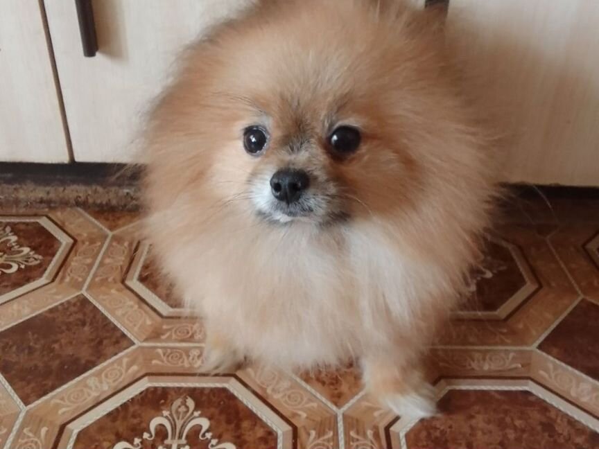 Померанский шпиц мини