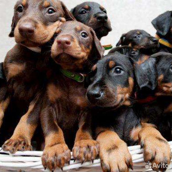 Продам щенят Добермана