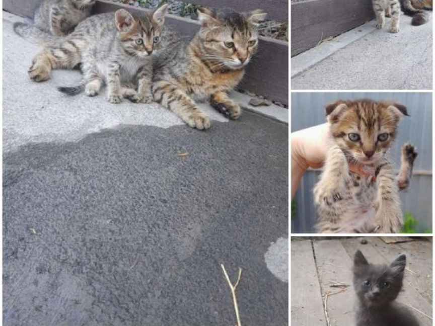Котята