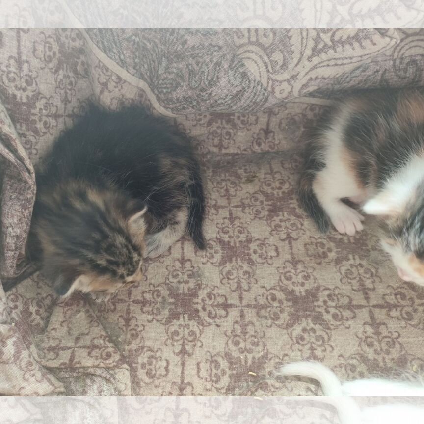 Котята в добрые руки