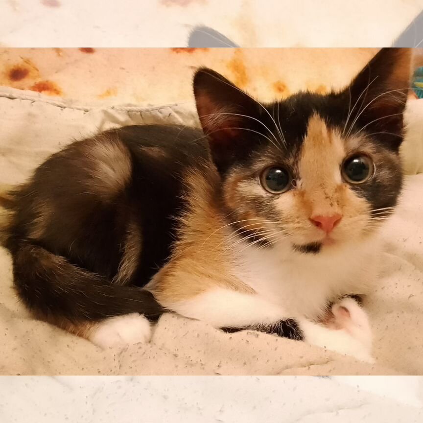 Малышка котенок 2.5 месяца