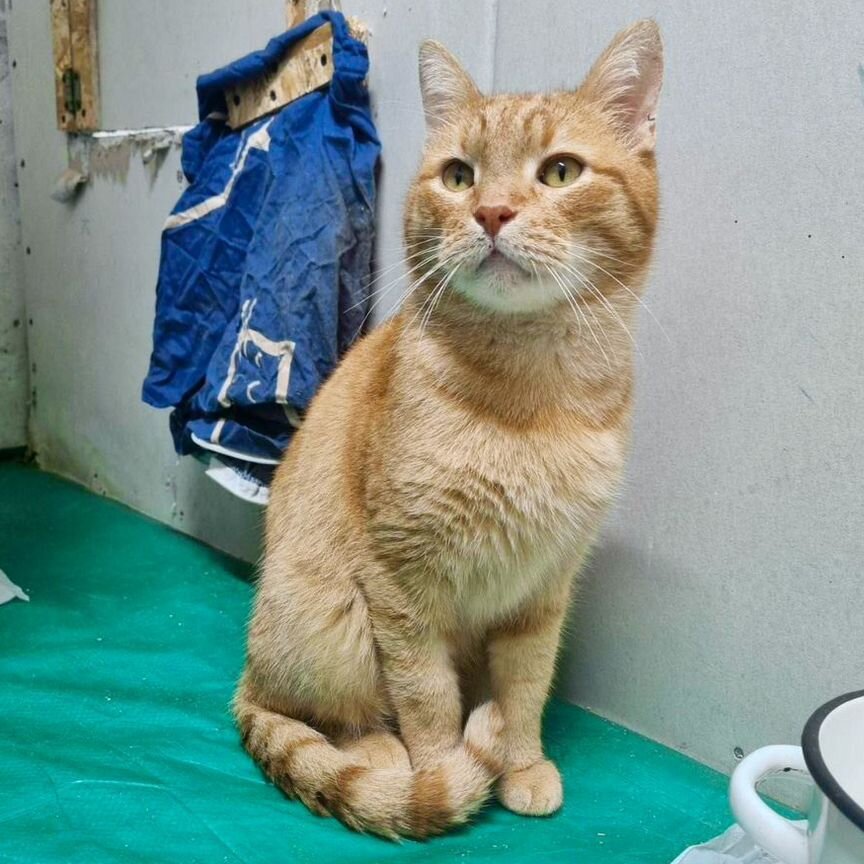 Котик